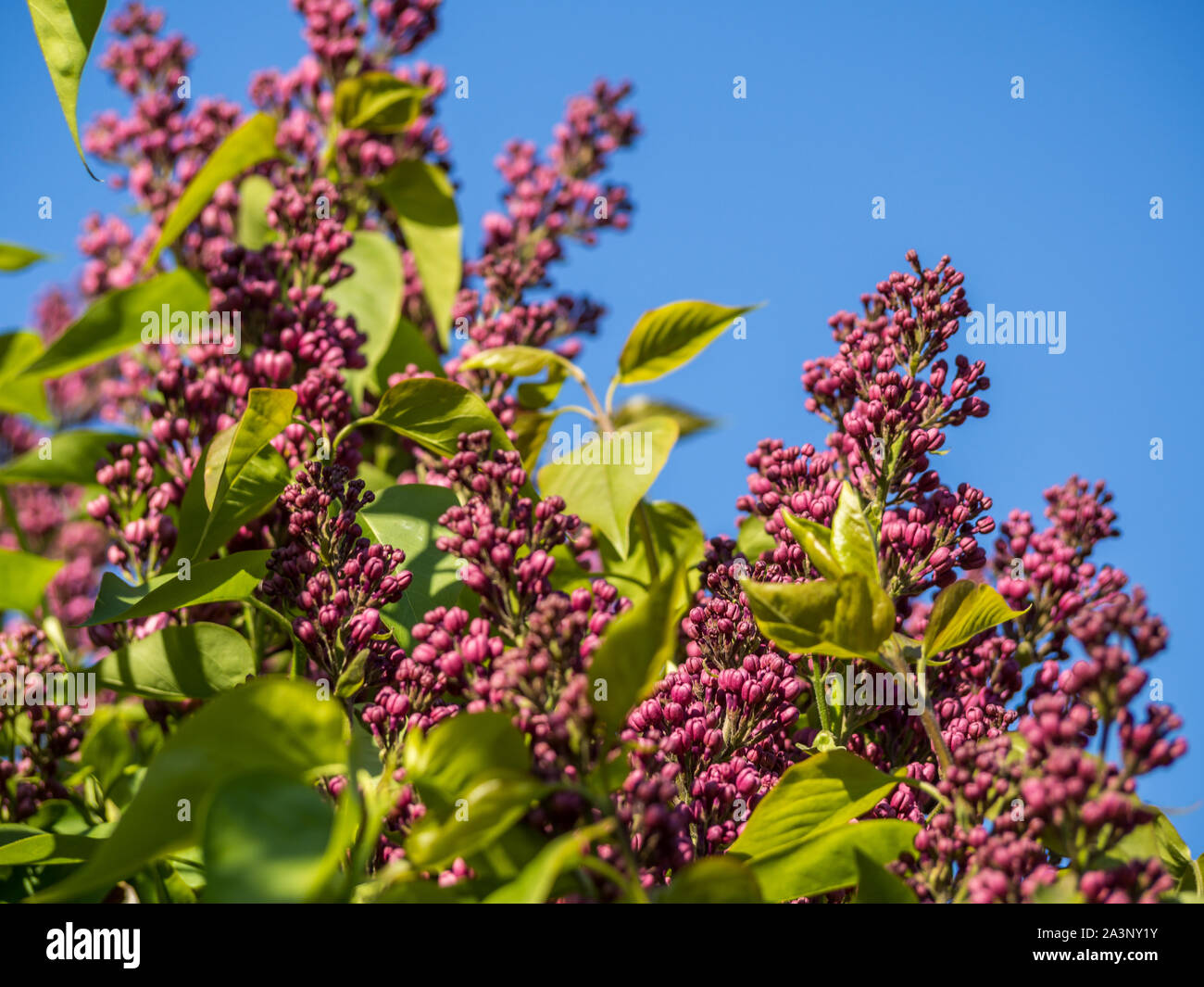 purple lilac bush Stock Photo - Alamy