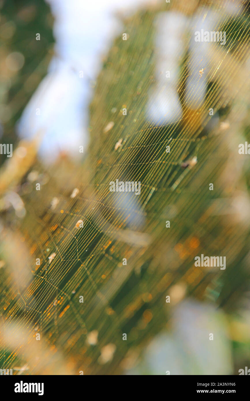Cobweb detail background and texture close up. Abstract pattern ...