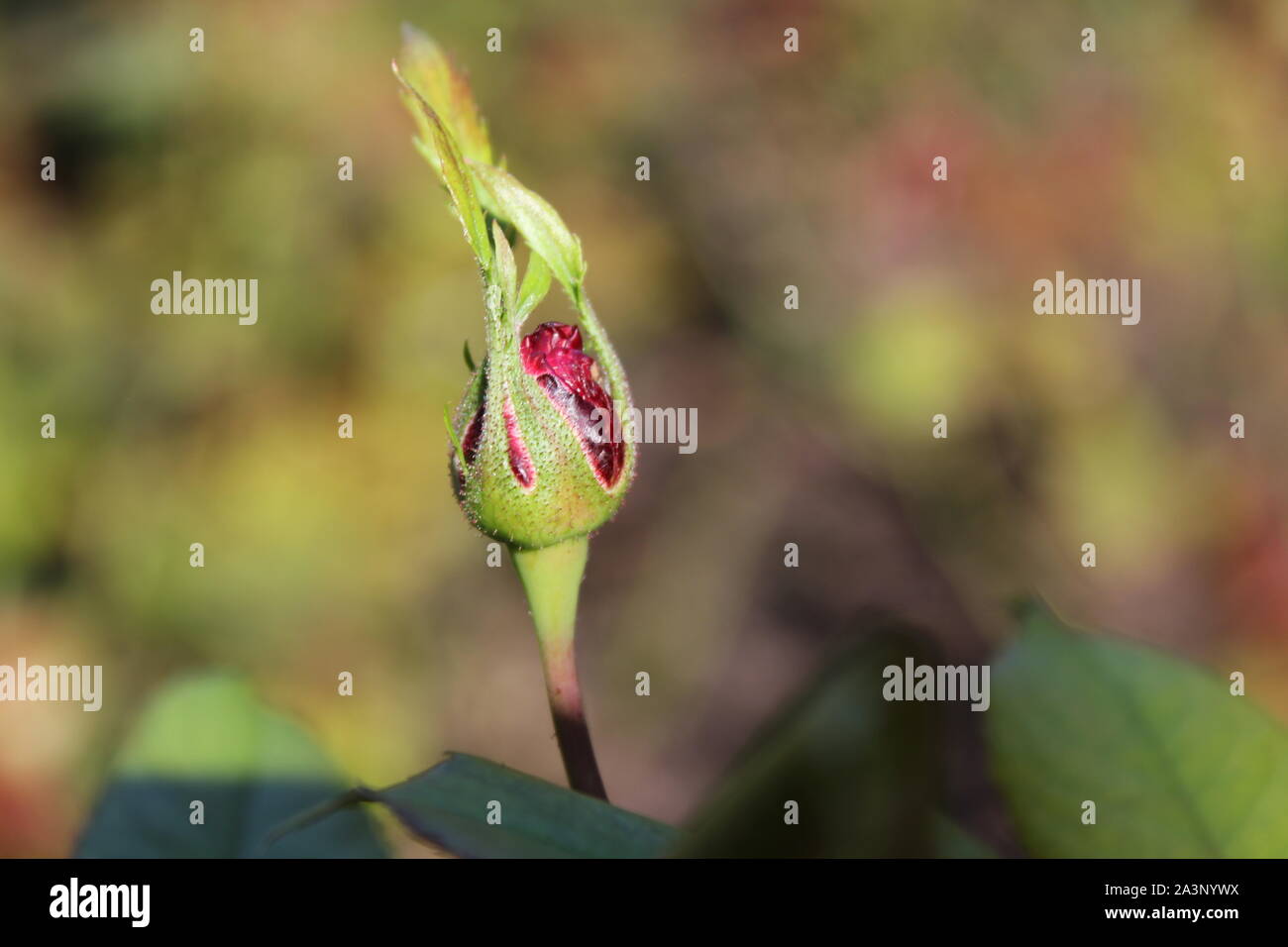 Perfect summer pink rose blossom budding in the sunny garden Stock ...