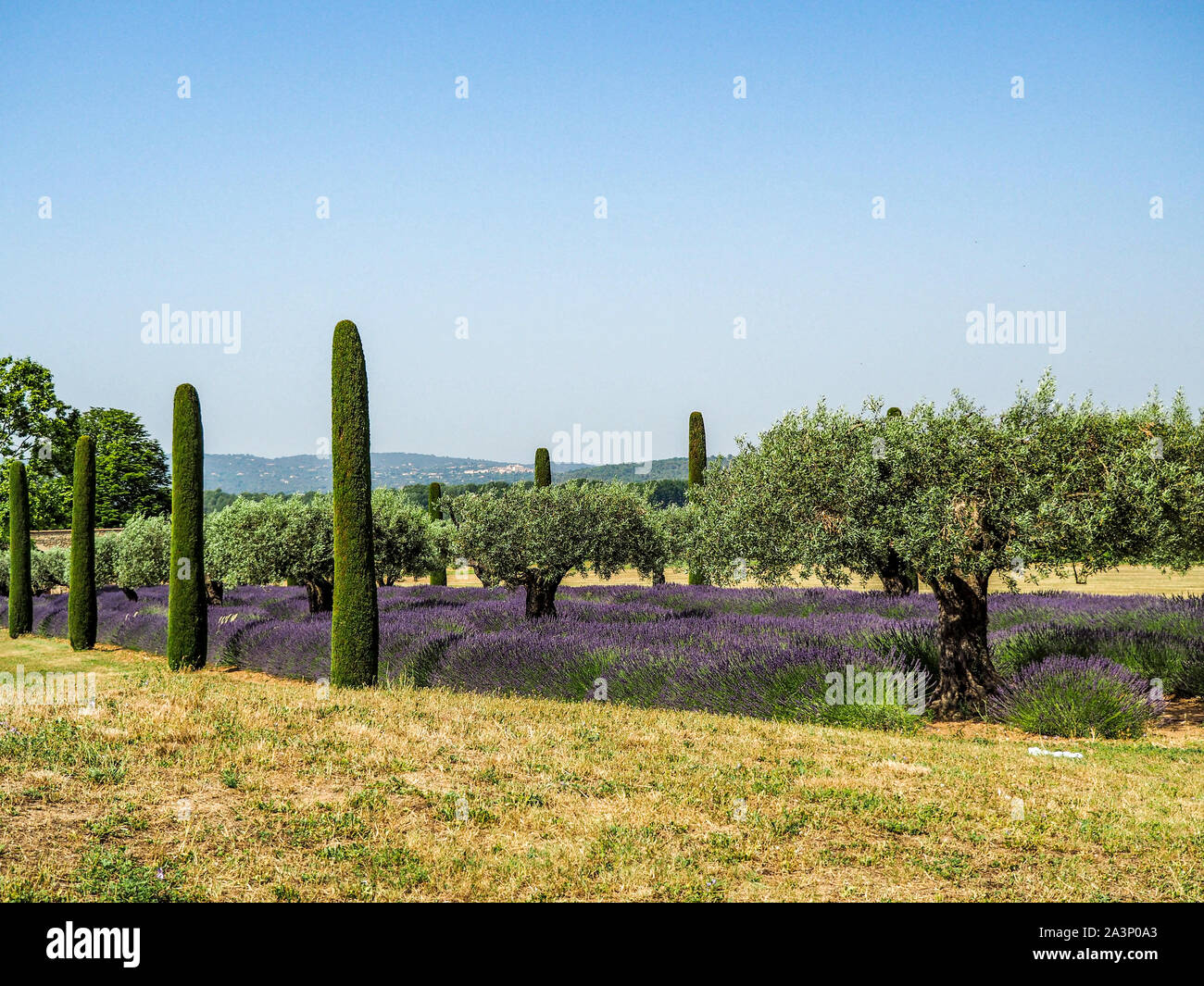 Beautiful lavender blooming along road lined with Italian Cypress trees ...