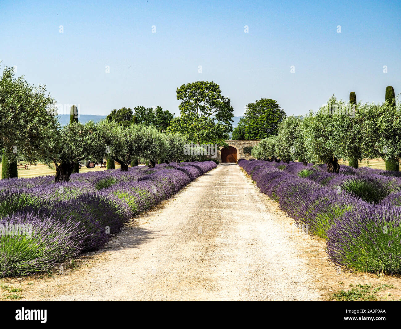 Beautiful lavender blooming along road lined with Italian Cypress trees ...