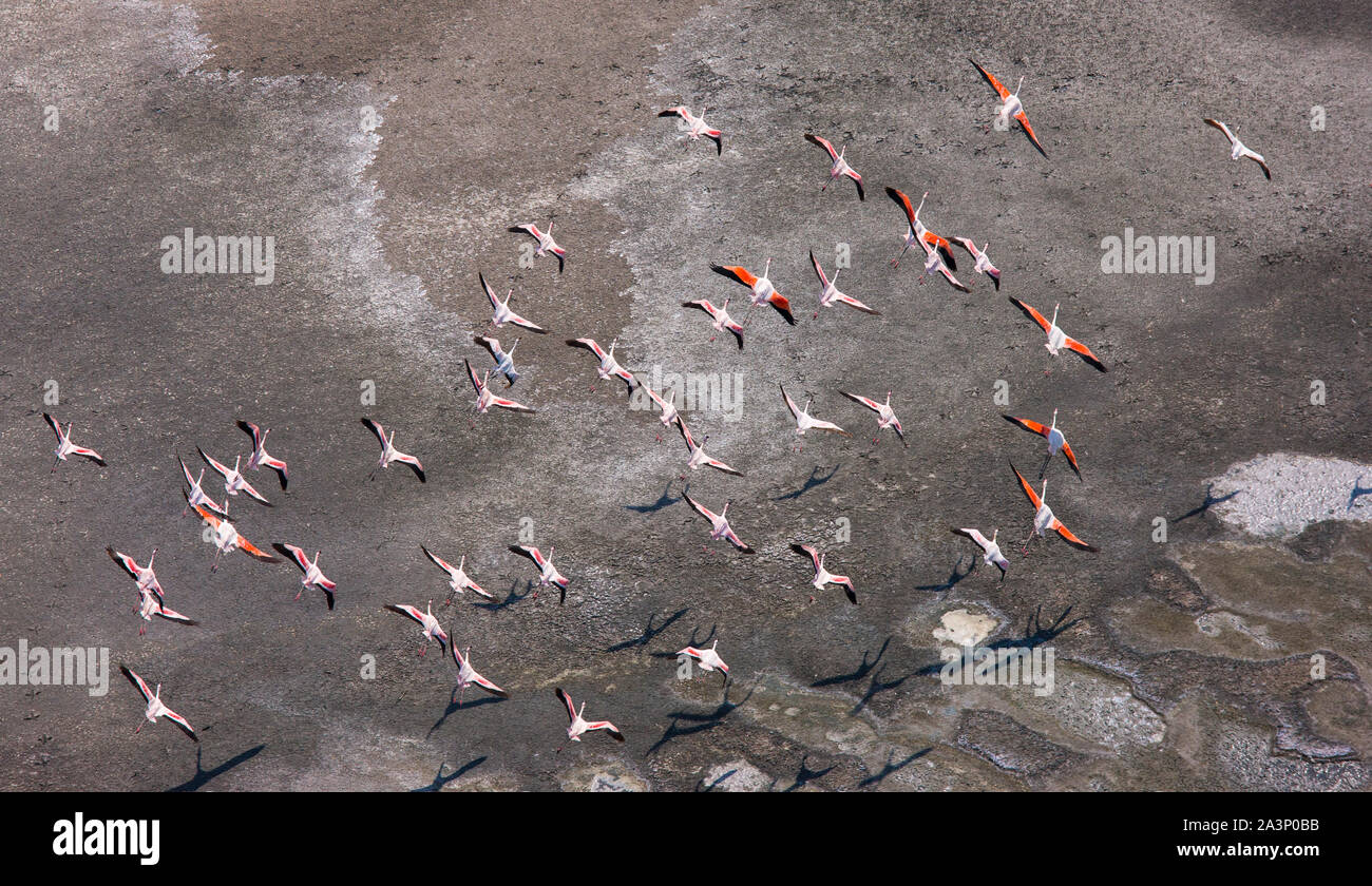 Flamencos en el Lago Natron, Valle del Rift, Tanzania, Africa Stock ...