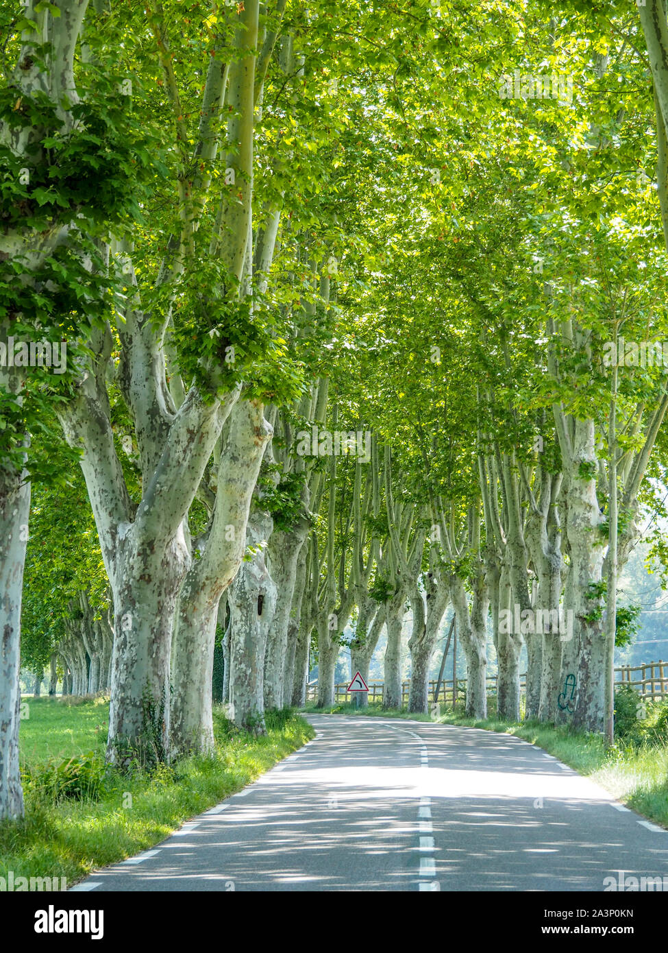 Plane Trees Provence High Resolution Stock Photography and Images - Alamy
