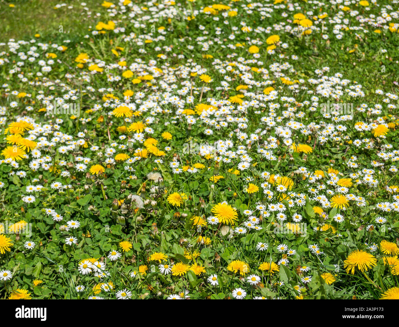 Dandelions and daisies, garden hi-res stock photography and images - Alamy