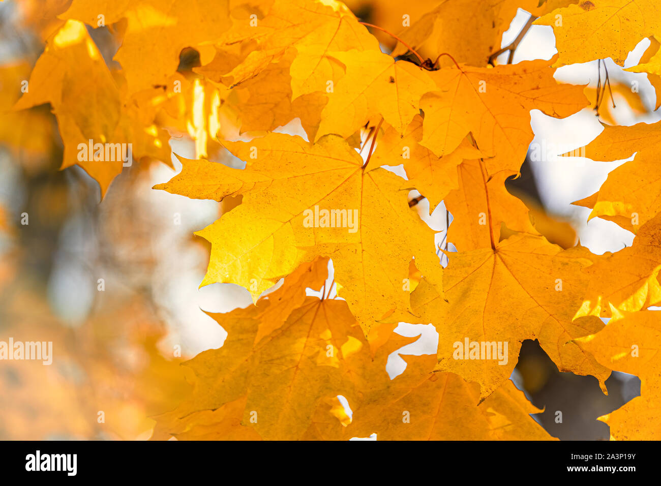 Maple branches with yellow leaves in autumn, in the light of sunset ...