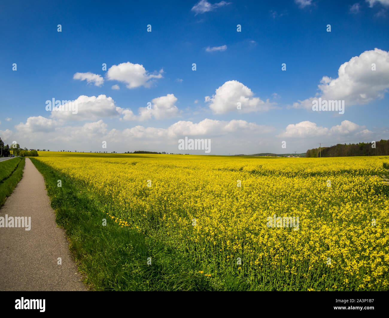 Field path in the rape field Stock Photo - Alamy