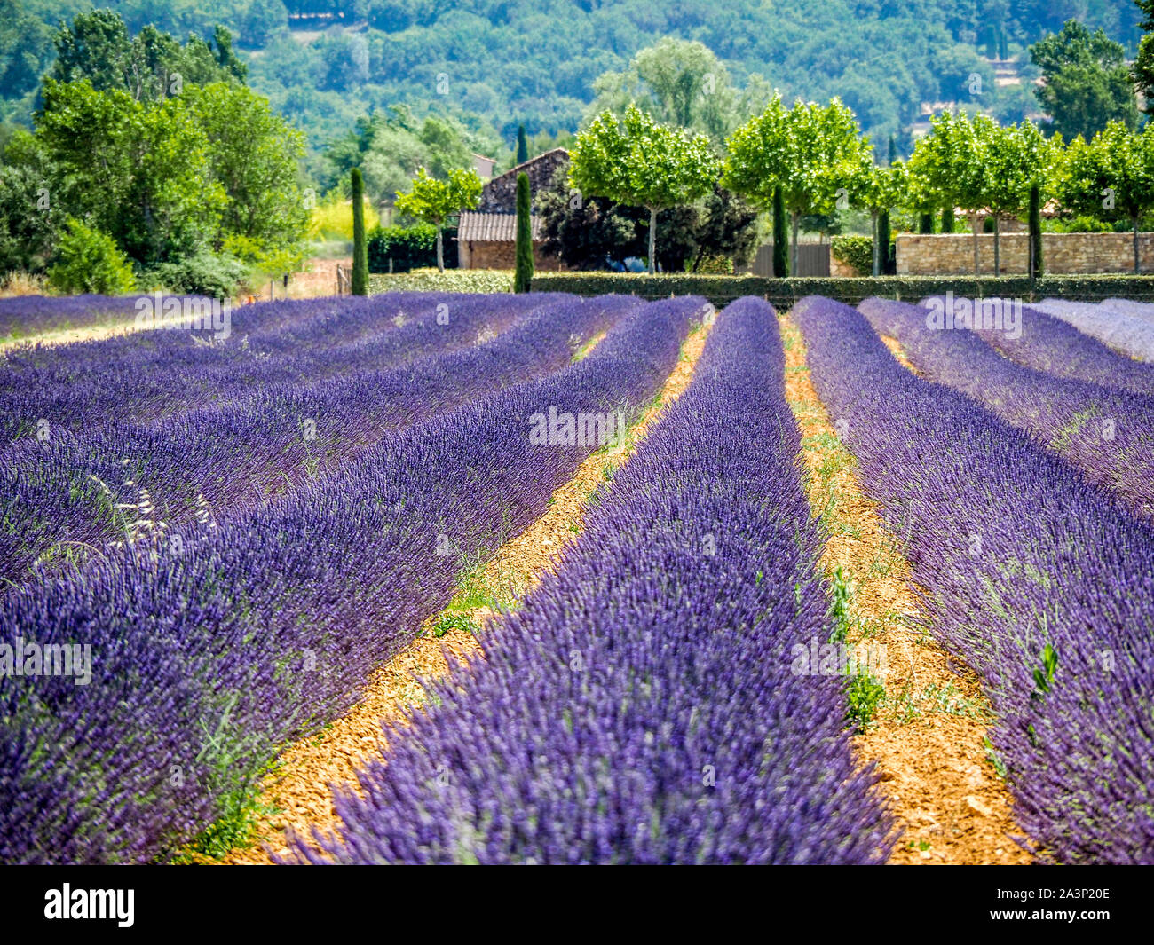 Lavender fields in Provence, France Stock Photo - Alamy