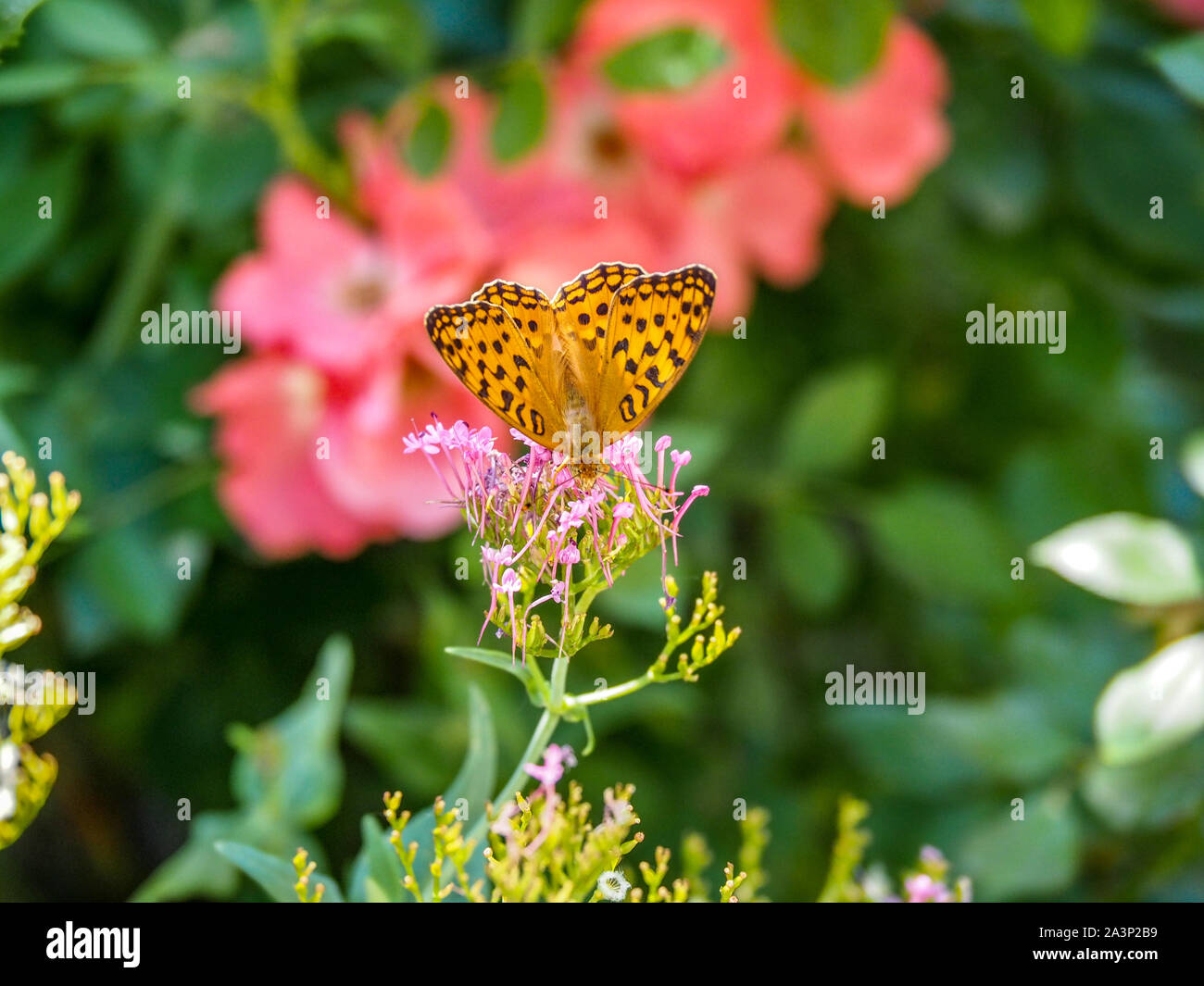 Beautiful yellow butterfly with blackspots on flower with coral ...