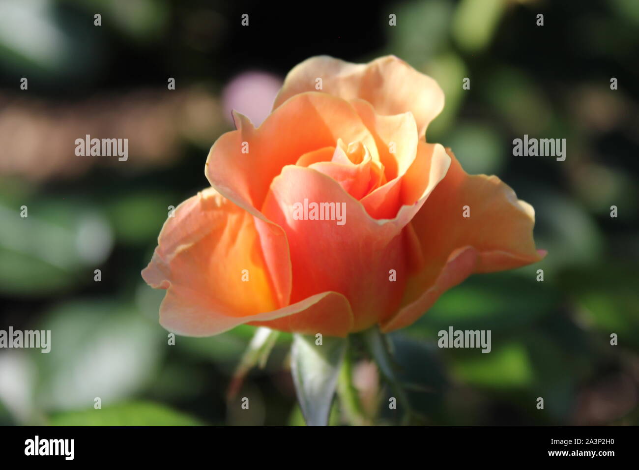 Perfect summer orange rose blossom growing in the sunny garden Stock ...