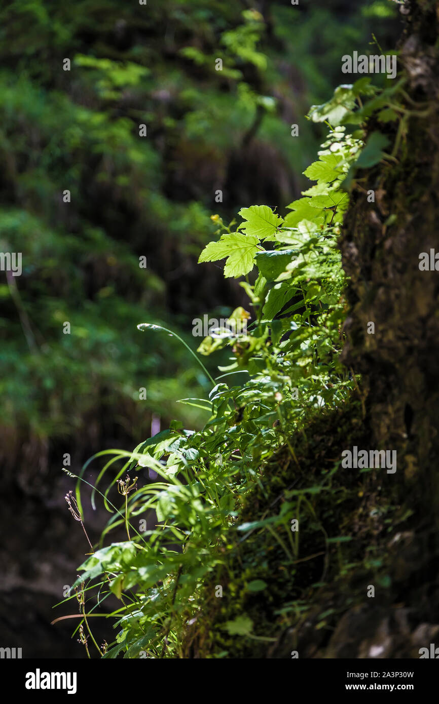 Bright sunbeam hi-res stock photography and images - Alamy
