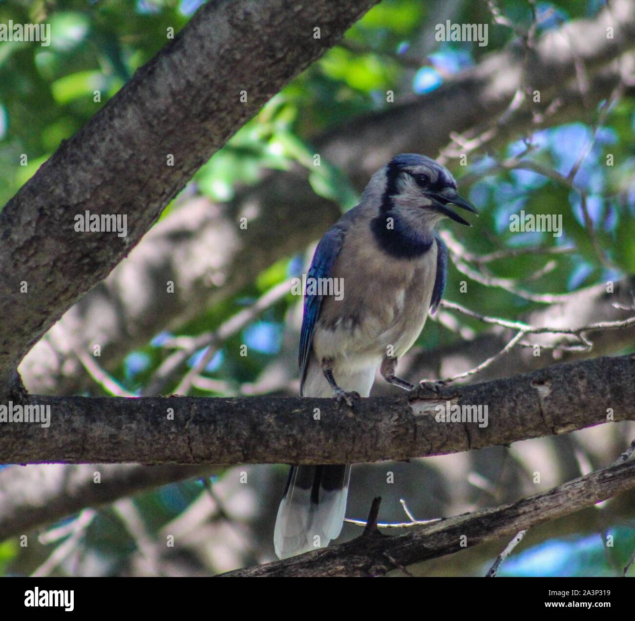 Blue Jay chattering in an oak tree Stock Photo - Alamy
