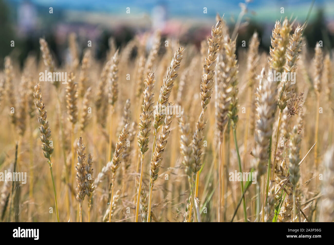 Wheat husks hi-res stock photography and images - Alamy