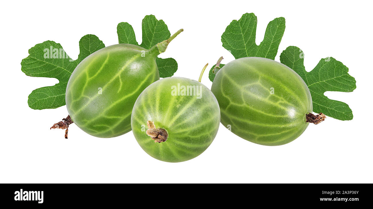 Gooseberry isolated on white background Stock Photo - Alamy