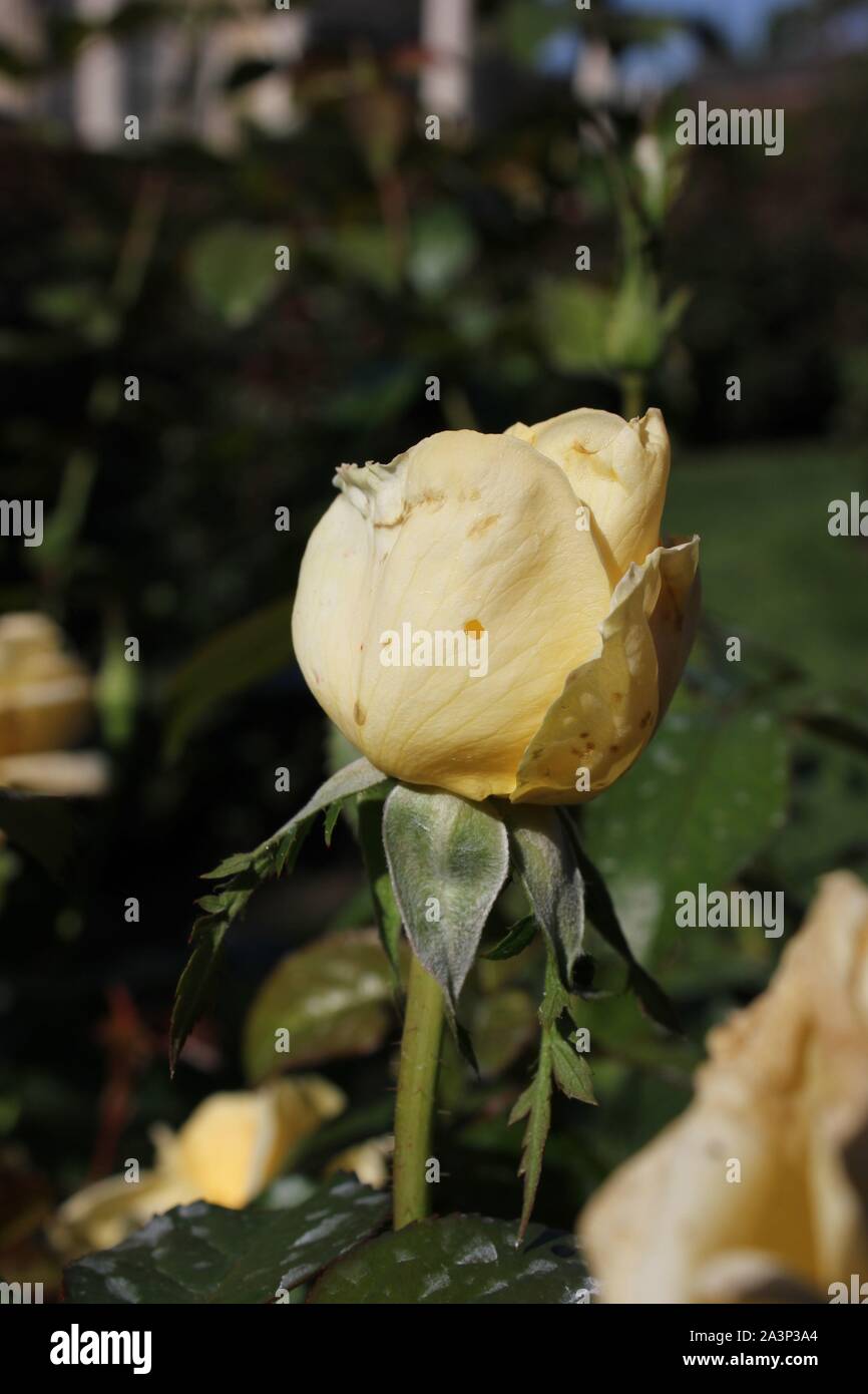 Perfect summer yellow rose blossom budding in the sunny garden Stock ...