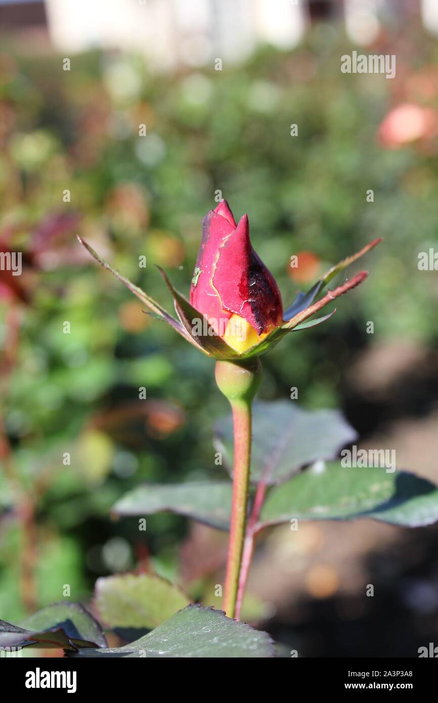 Wrd icon hi-res stock photography and images - Alamy