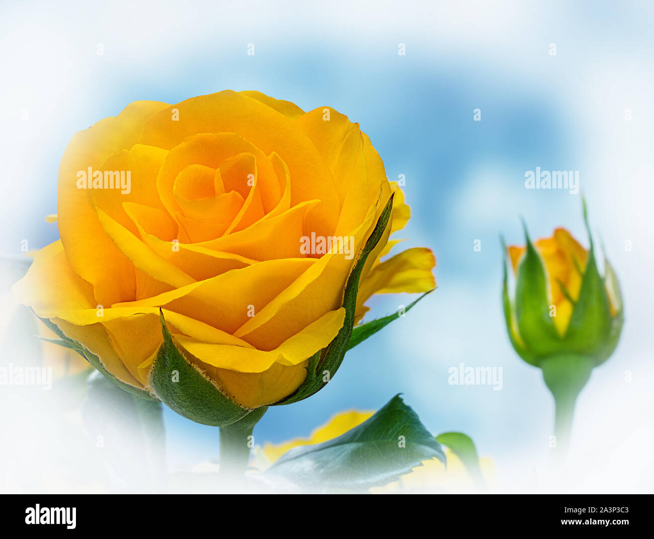 Botany rose hi-res stock photography and images - Alamy