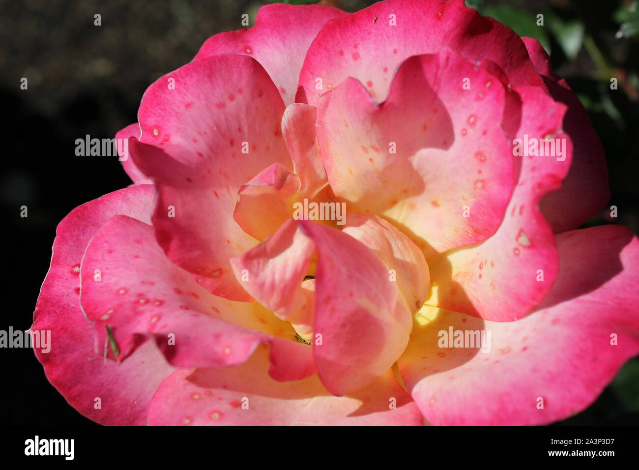 Perfect summer pink rose blossom blooming in the garden Stock Photo - Alamy