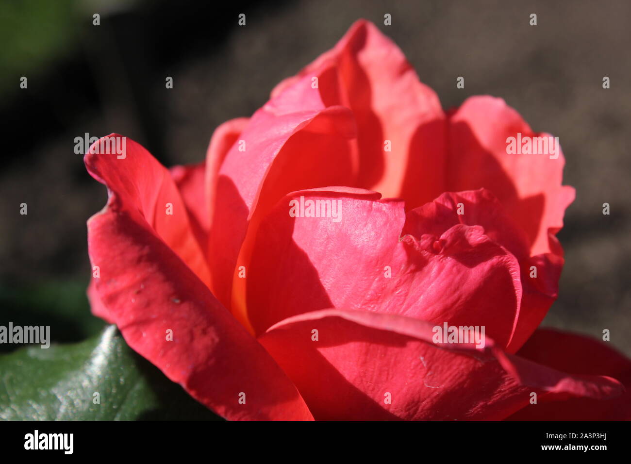 Perfect summer pink rose blossom blooming in the garden Stock Photo - Alamy
