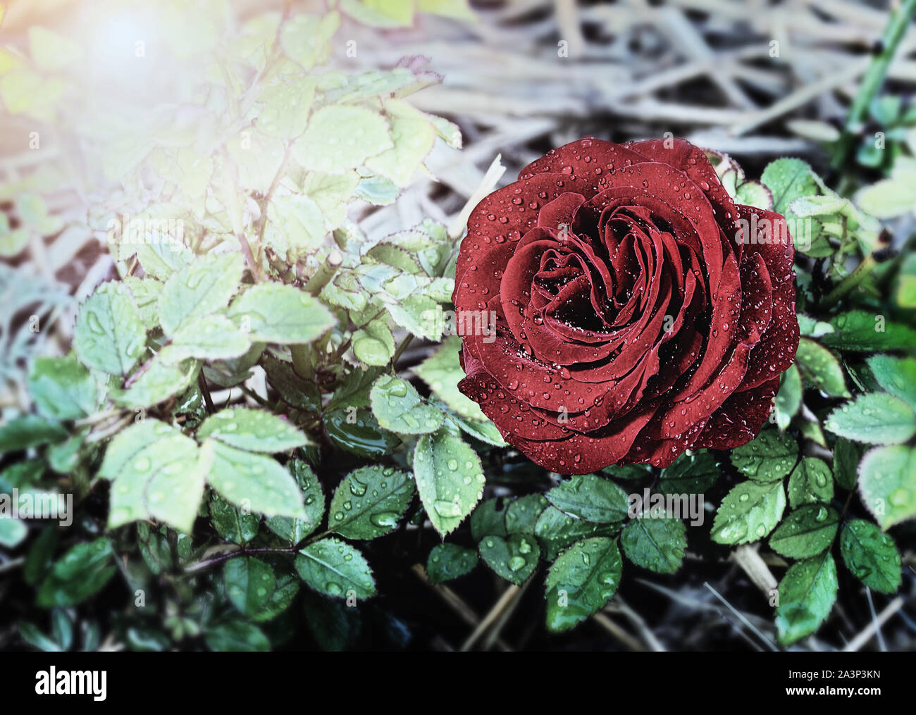 Red rose romance hi-res stock photography and images - Alamy