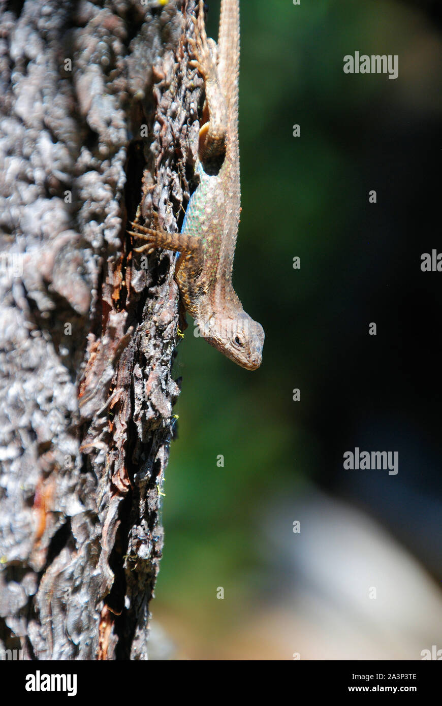 A cute little beige and blue gecko (lizard) staring at me while resting ...