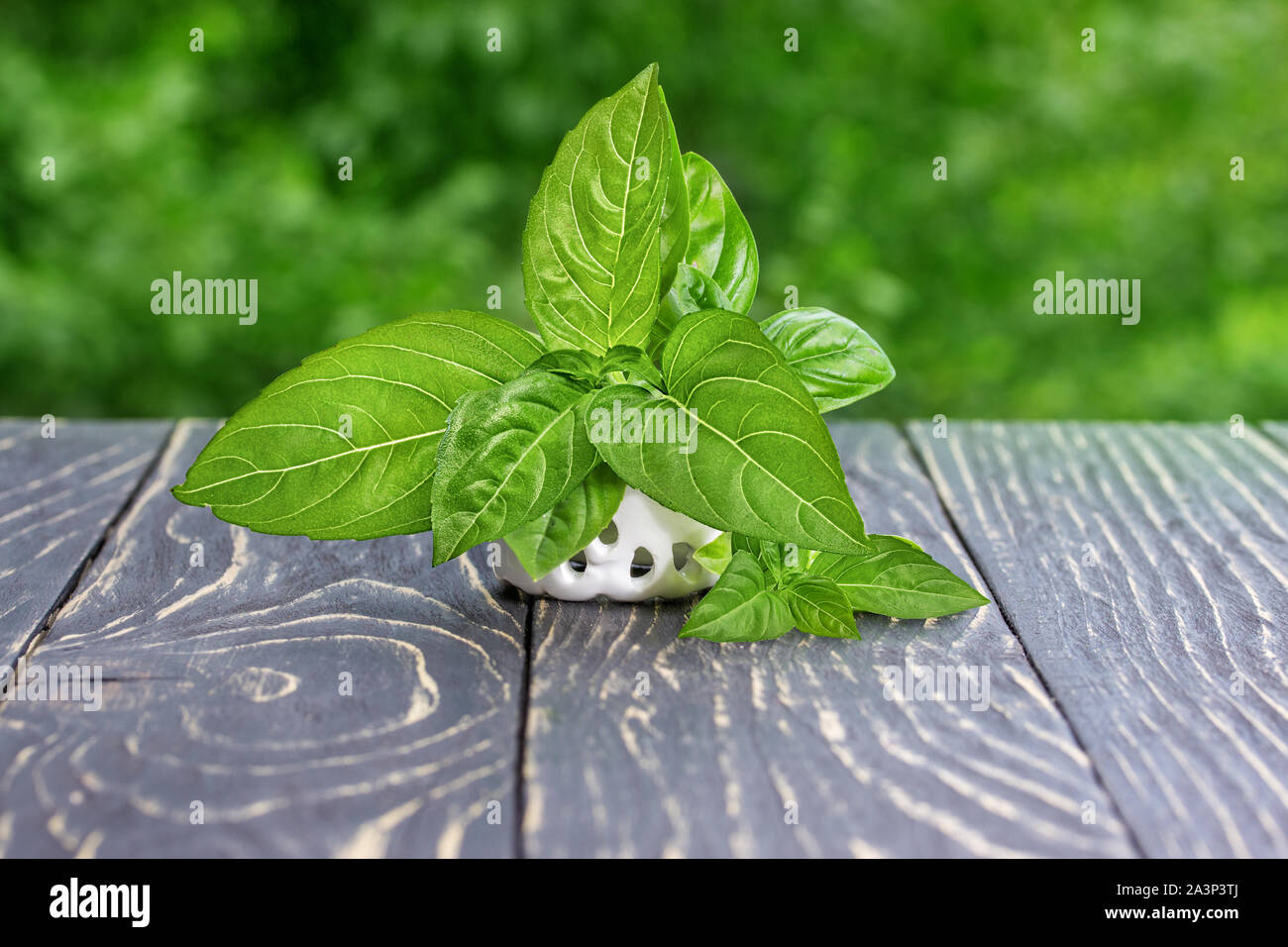 Basil plant on wooden table hi-res stock photography and images - Alamy