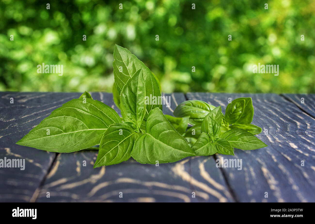 Leaves basil on old hi-res stock photography and images - Alamy
