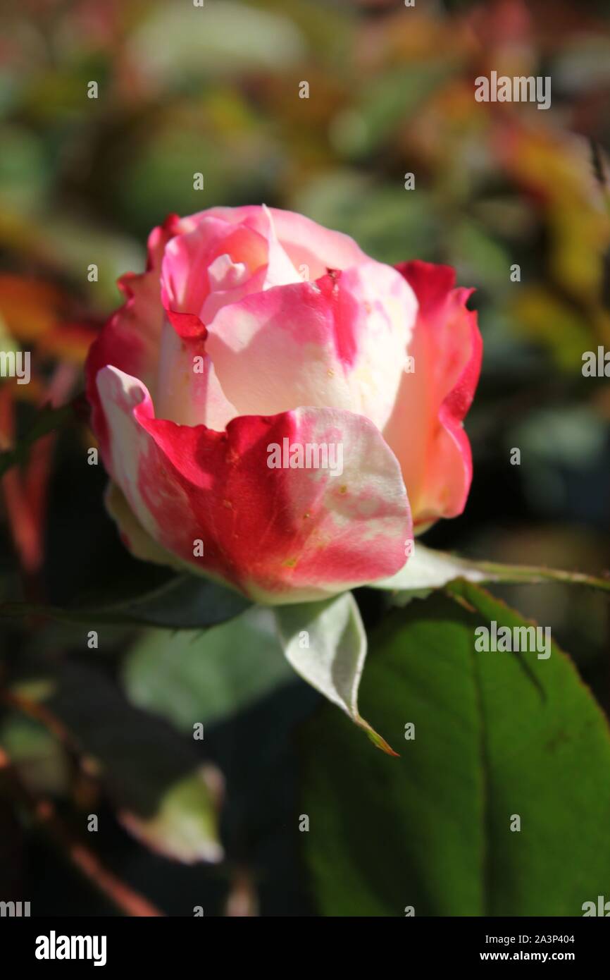 Wrd icon hi-res stock photography and images - Alamy