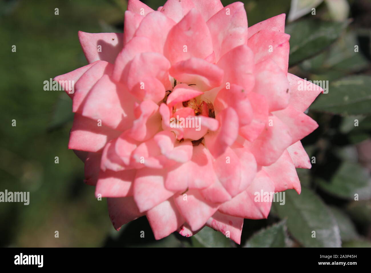 Perfect summer pink rose blossom blooming in the garden Stock Photo - Alamy