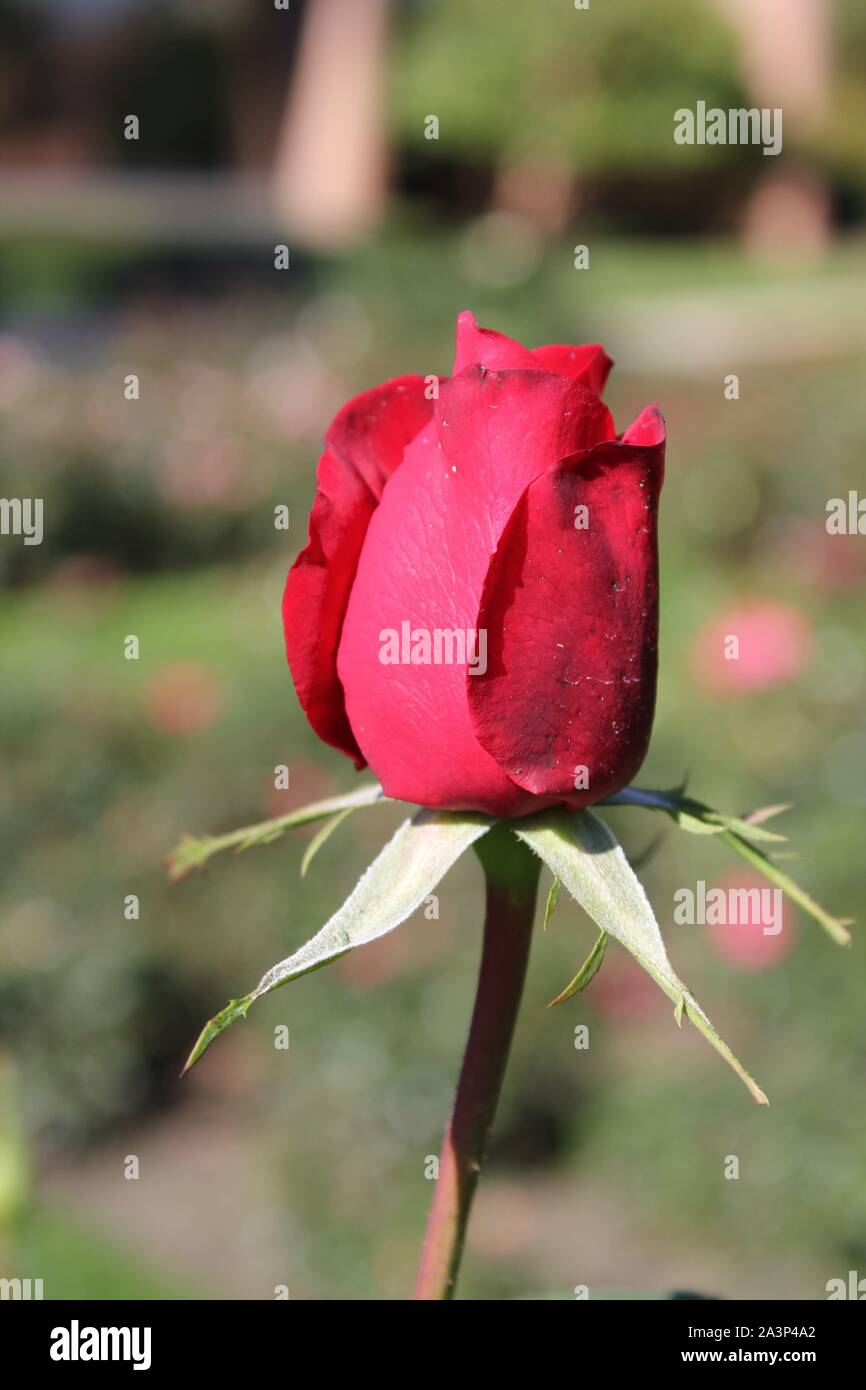 Wrd icon hi-res stock photography and images - Alamy