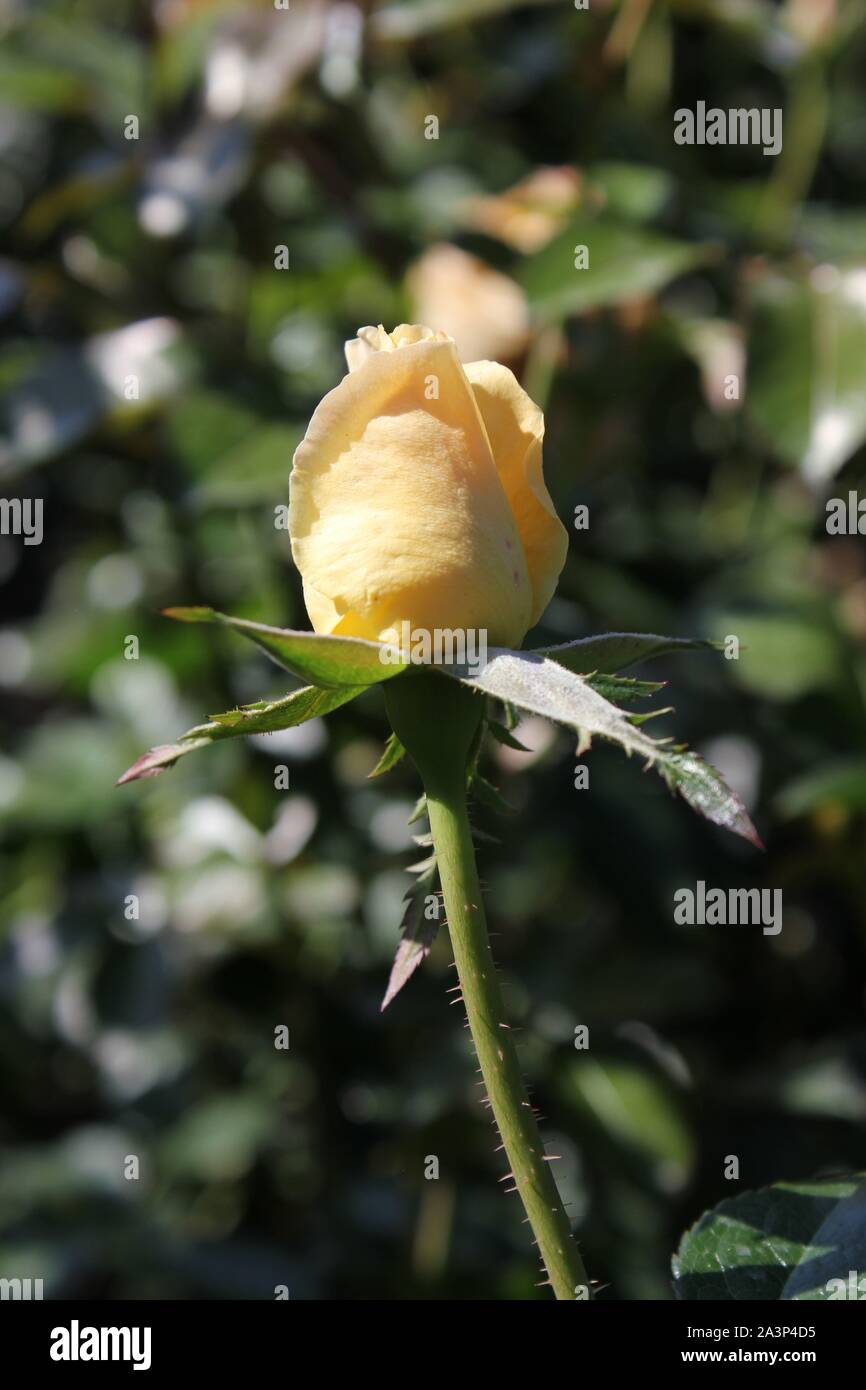 Perfect summer yellow rose blossom budding in the sunny garden Stock ...