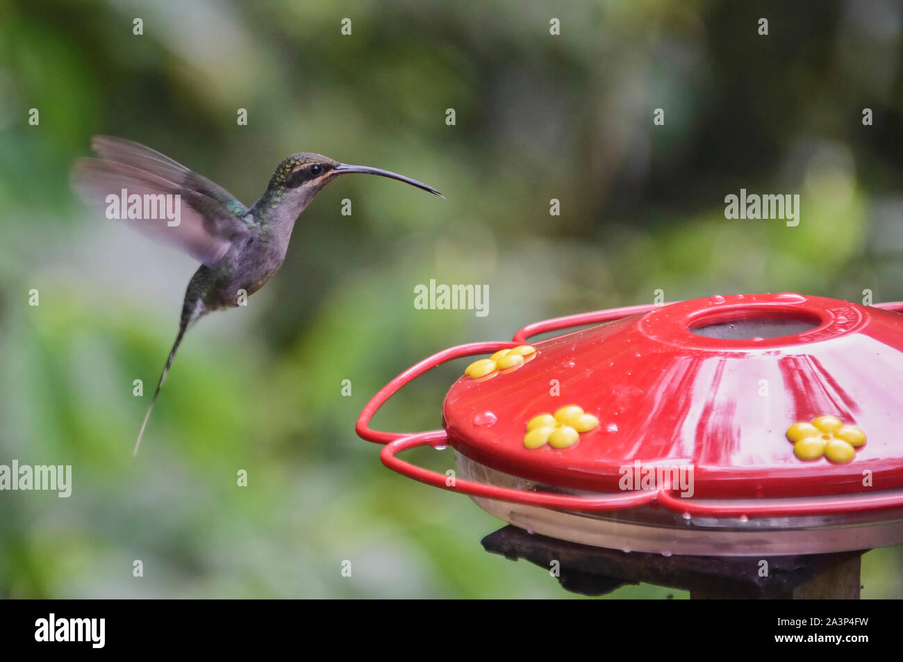 Green hermit hummingbird (Phaethornis guy), Copalinga, Podocarpus ...
