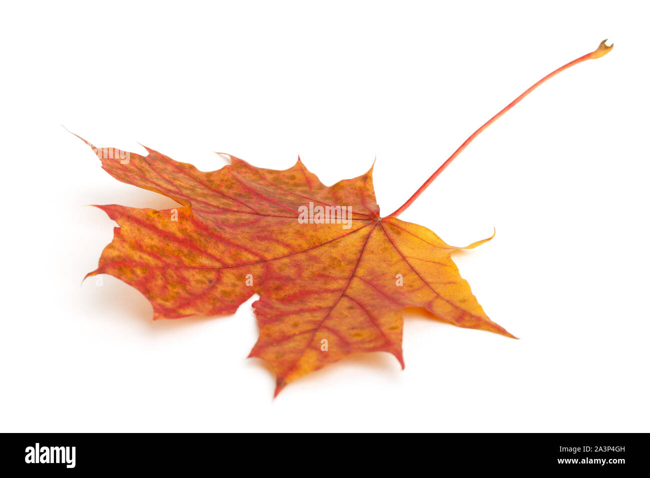 Colorful dry autumn maple leaf isolated on white background. Side view ...