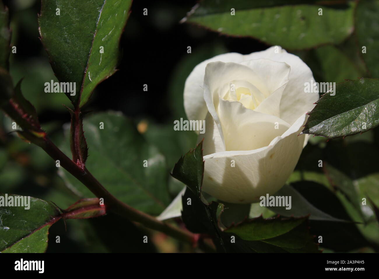 Perfect summer white rose blossom growing in the sunny garden Stock ...
