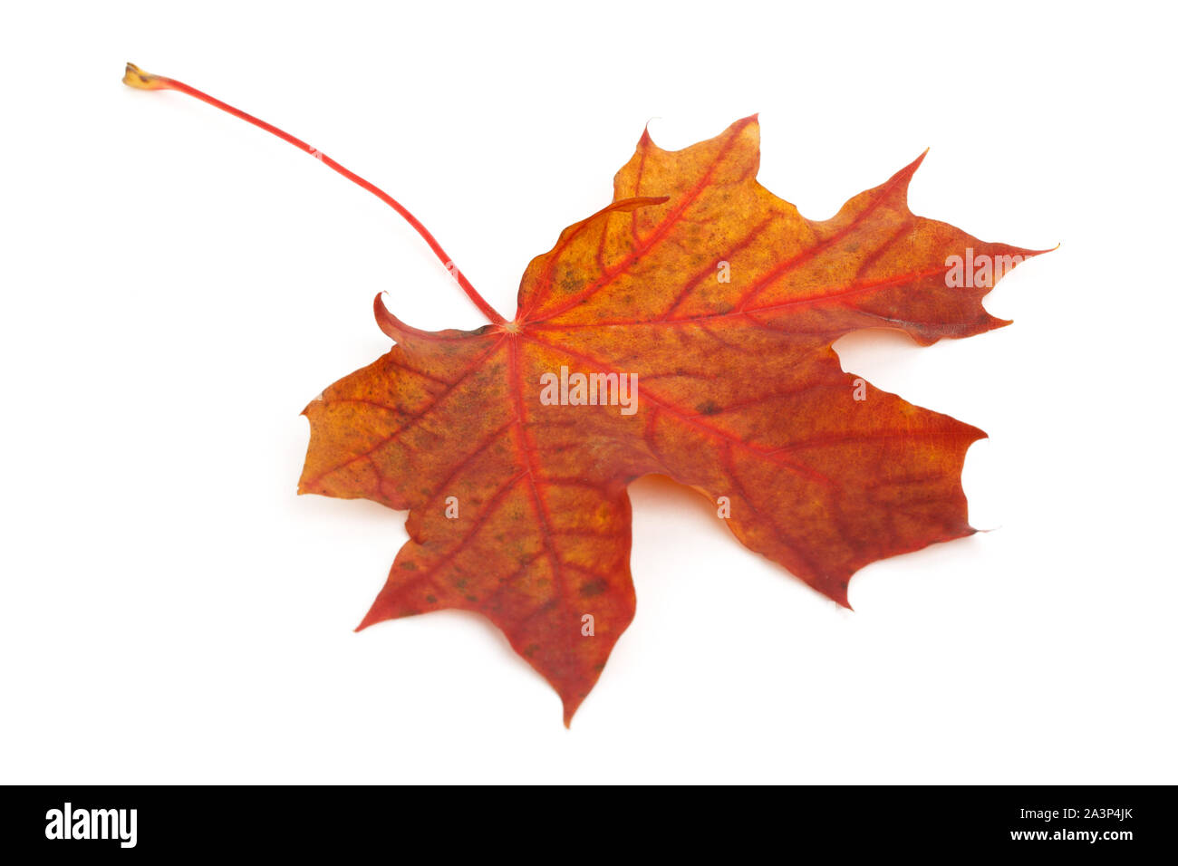 Colorful dry damaged autumn maple leaf isolated on white background ...