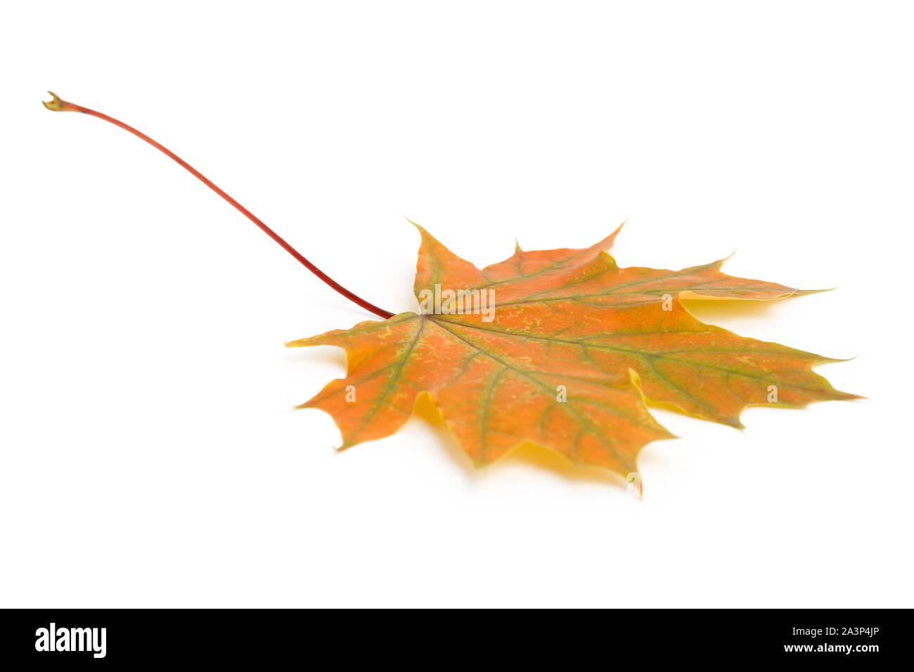 Colorful dry autumn maple leaf isolated on white background. Side view ...