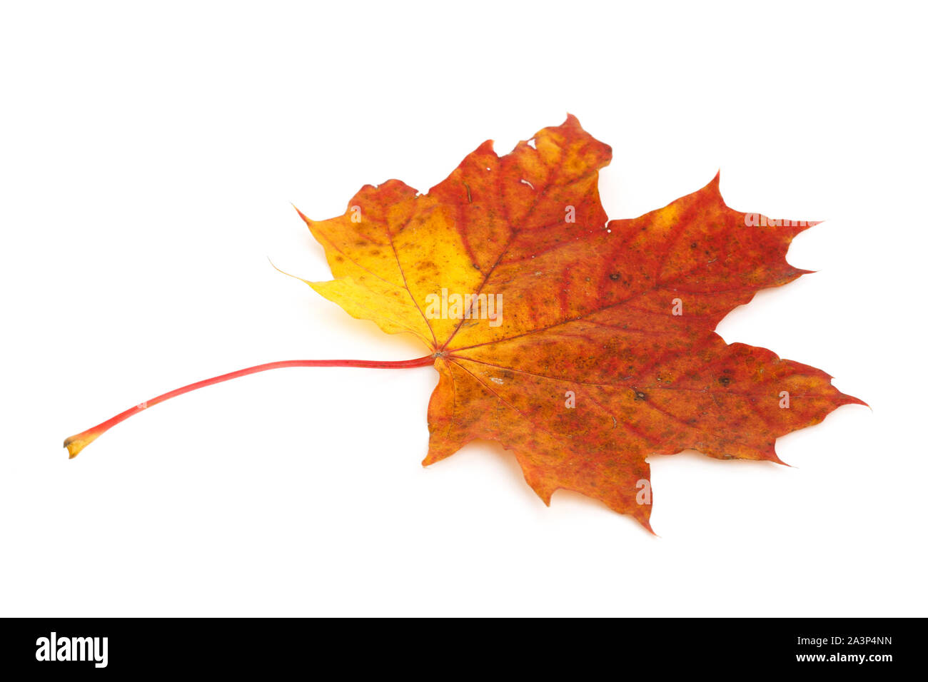 Colorful dry damaged autumn maple leaf isolated on white background ...