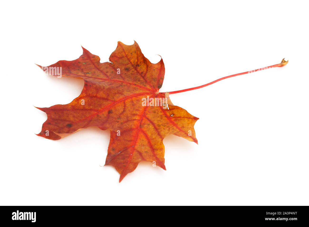 Colorful dry damaged autumn maple leaf isolated on white background ...