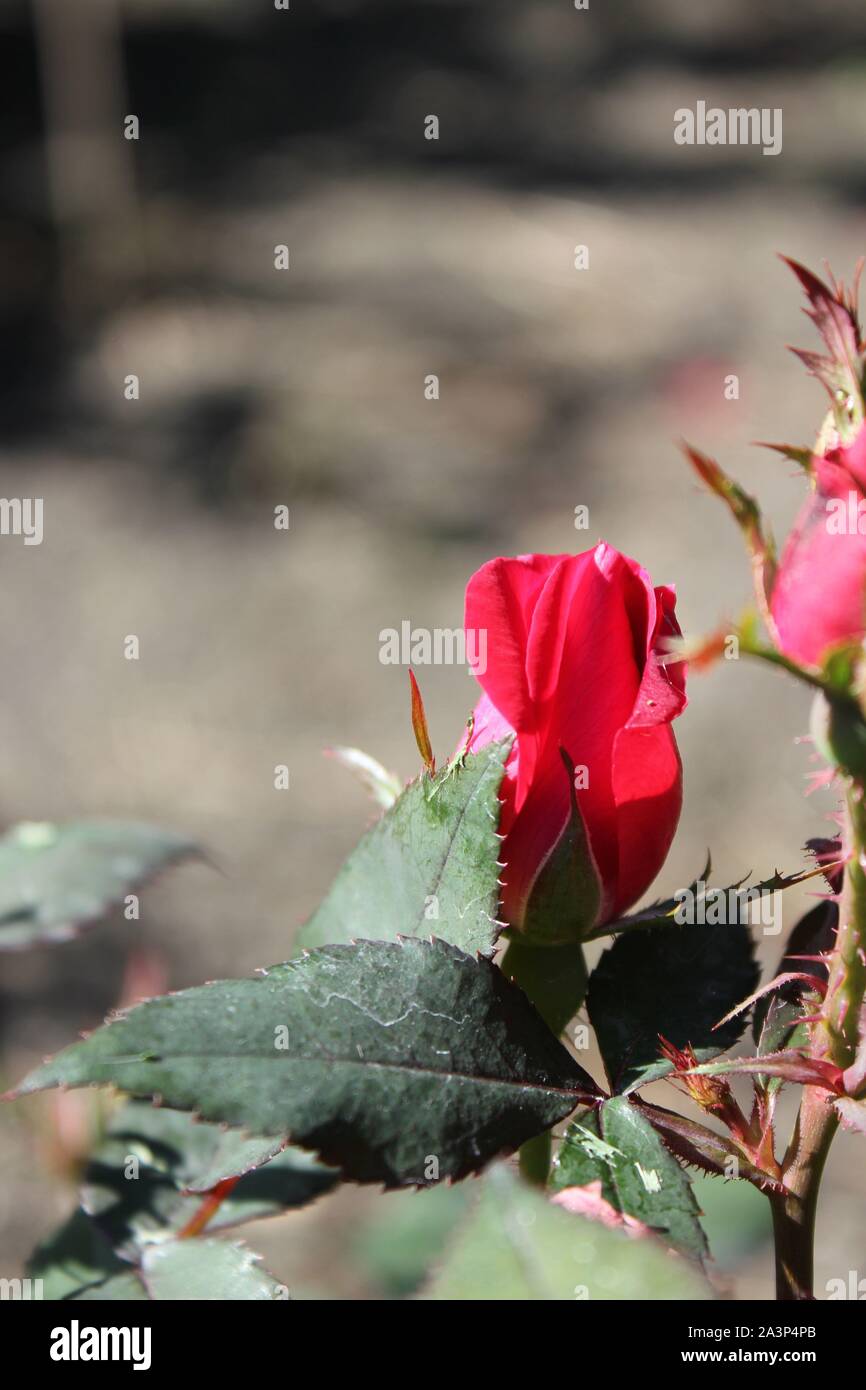 Wrd icon hi-res stock photography and images - Alamy