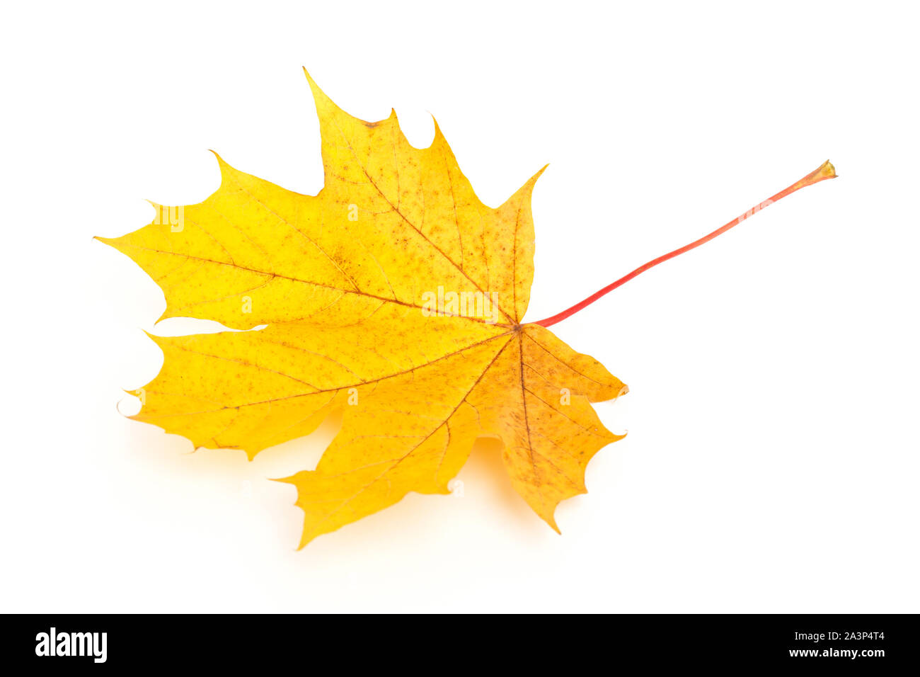 Colorful dry autumn maple leaf isolated on white background. Side view ...