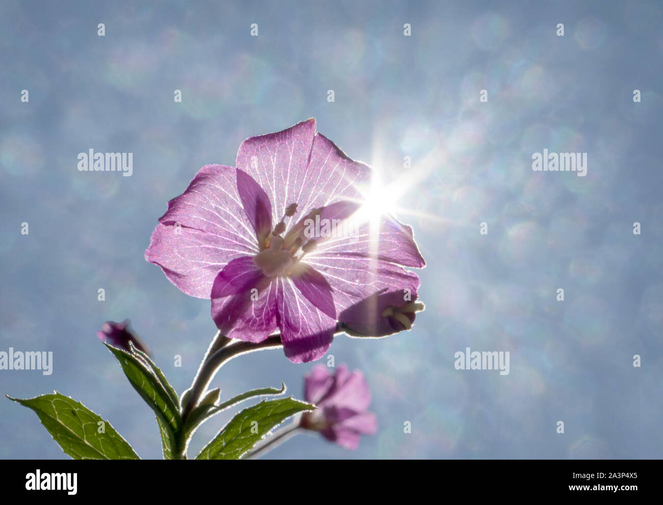 Purple flower power hi-res stock photography and images - Alamy