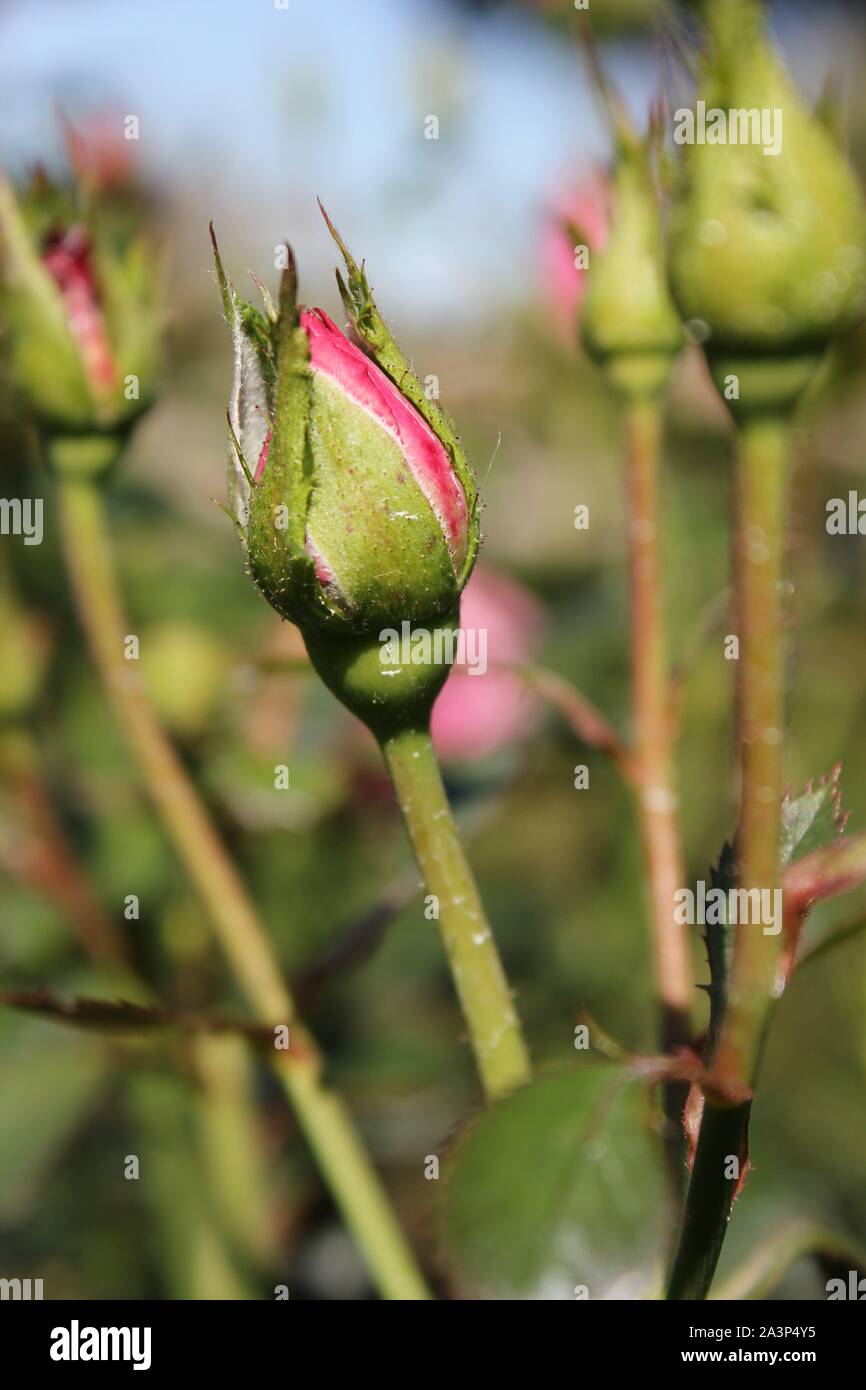 Perfect summer pink rose blossom budding in the sunny garden Stock ...
