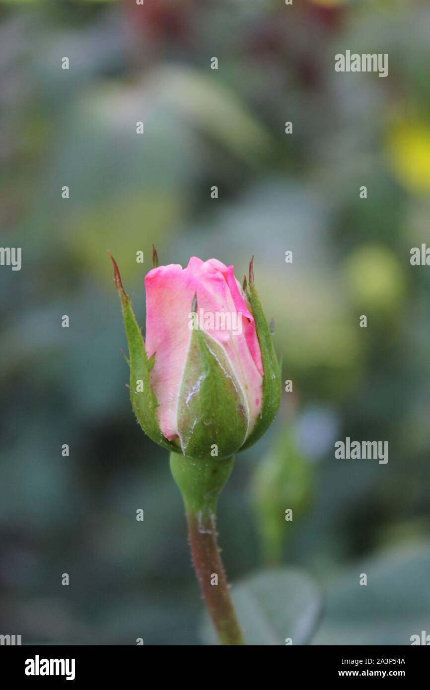 Perfect summer pink rose bud growing in the sunny garden Stock Photo ...