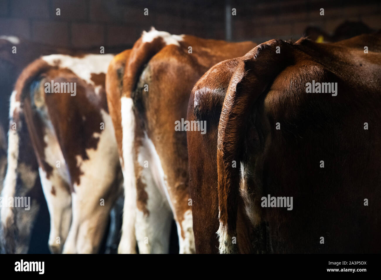 Swiss Farm High Resolution Stock Photography and Images - Alamy