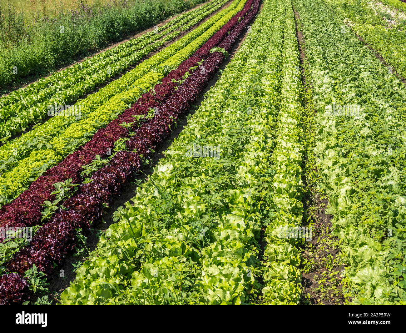 salad field at horticulture Stock Photo - Alamy