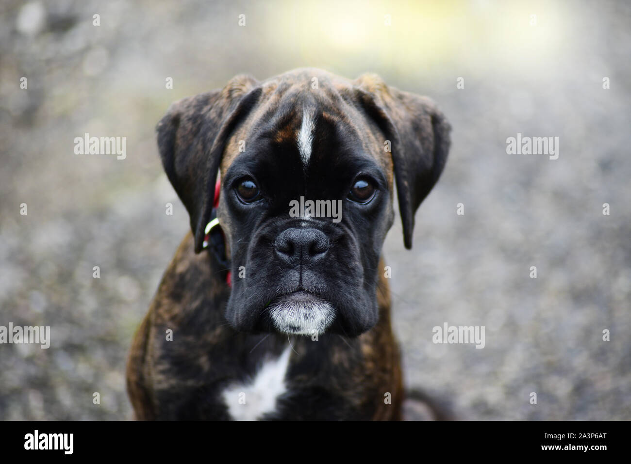 beautiful boxer puppy Stock Photo - Alamy