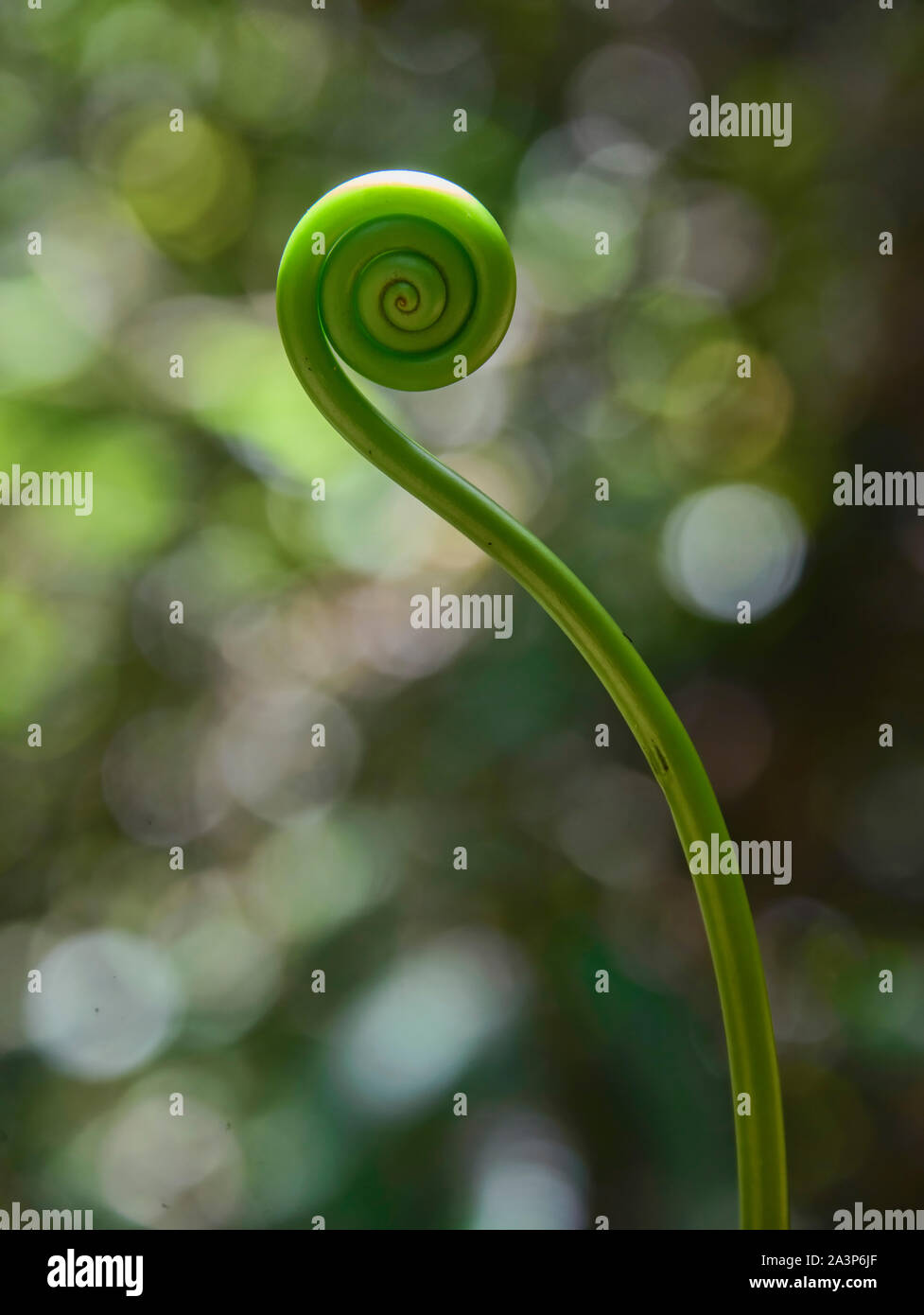 Fiddlehead ferns hi-res stock photography and images - Alamy