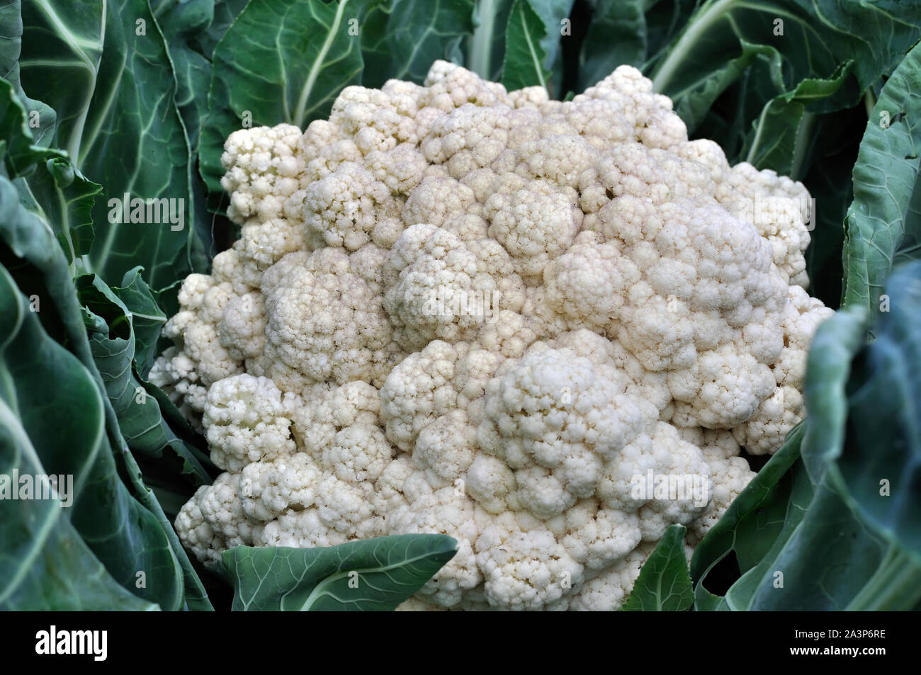close-up of ripe cauliflower in the vegetable garden Stock Photo - Alamy