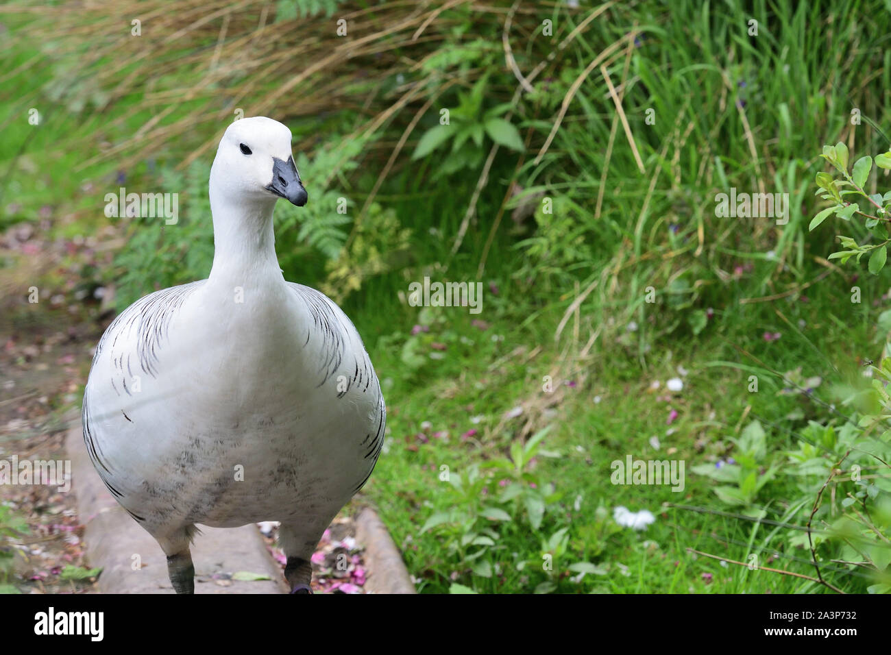 Front view of goose hi-res stock photography and images - Alamy