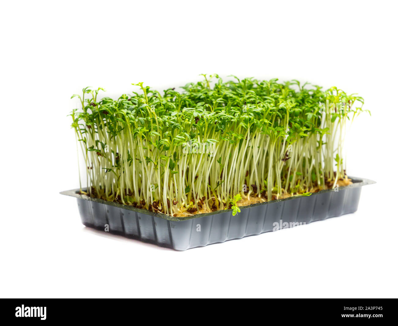 fresh Cress isolated Stock Photo - Alamy