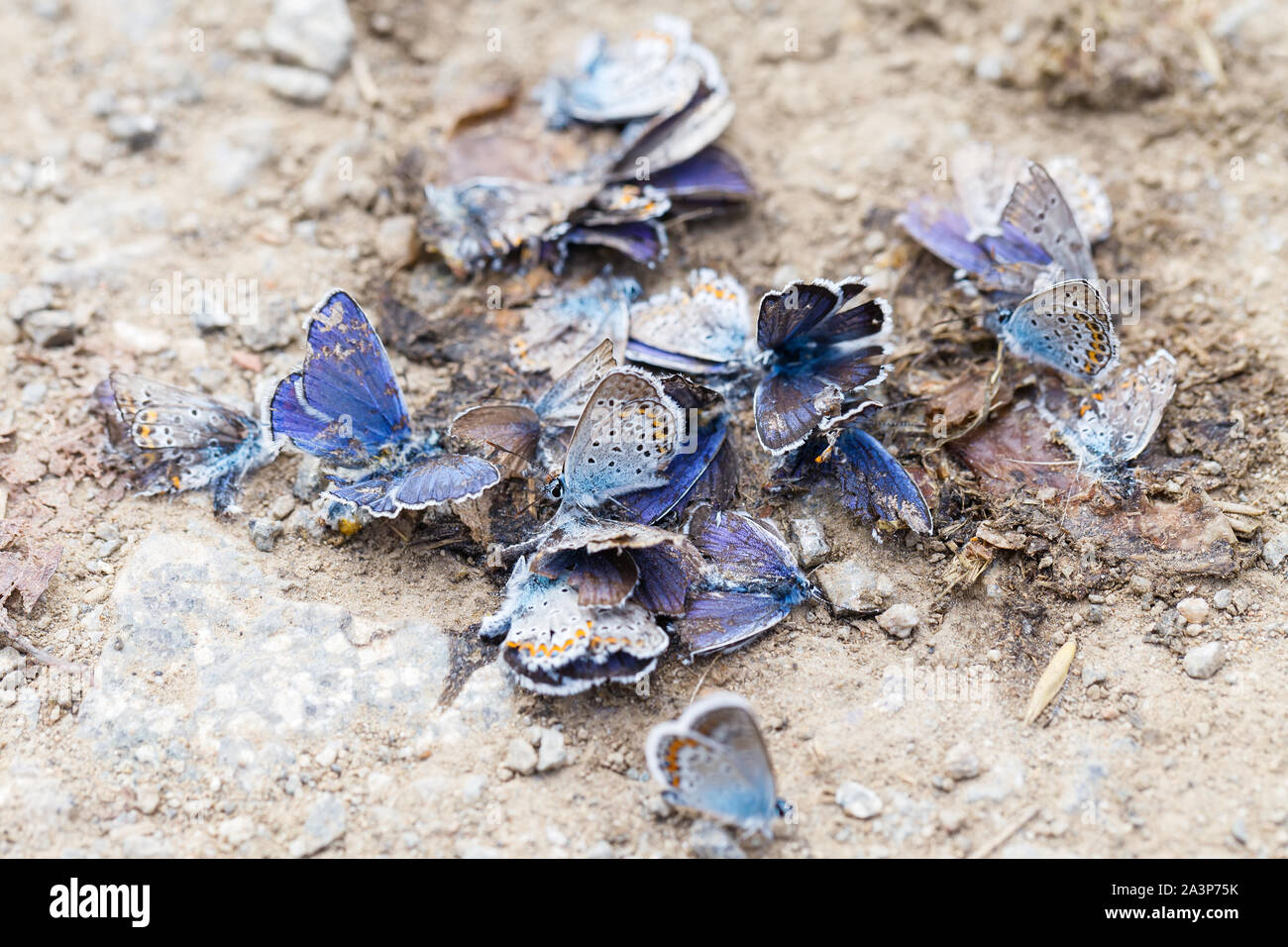 Dead butterfly wing hi-res stock photography and images - Alamy